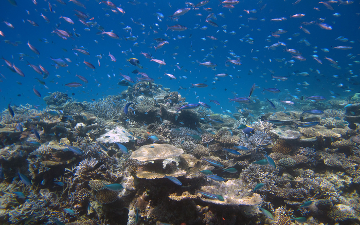 A school of fish on a reef [IMAGE] | EurekAlert! Science News Releases
