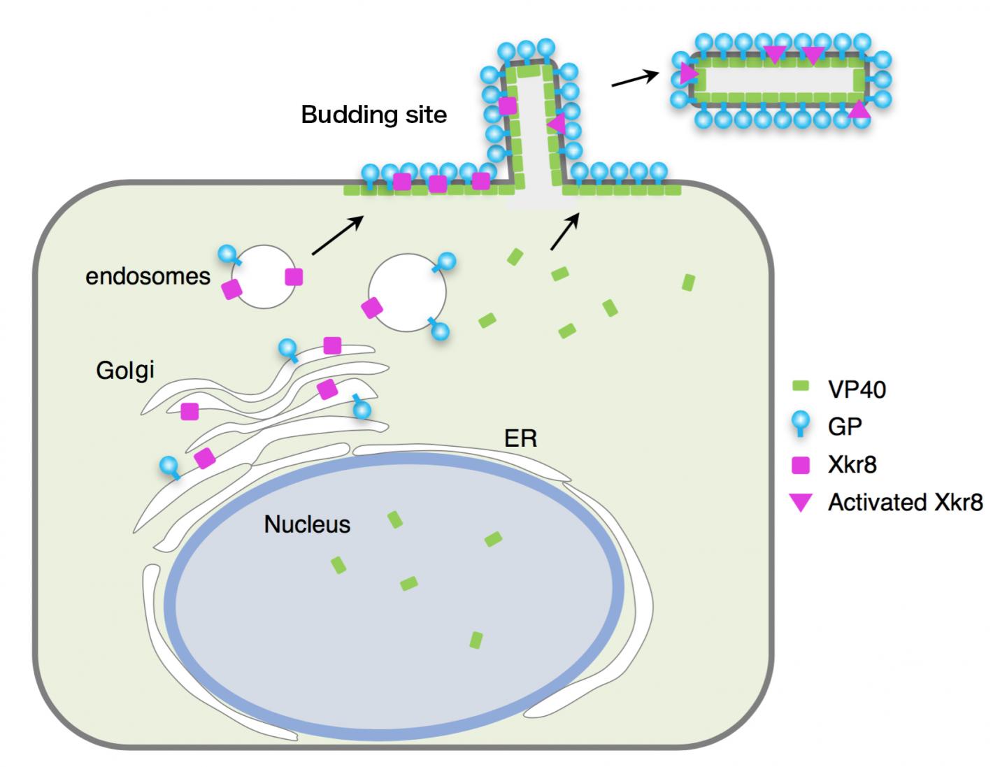 Entry Schematic [IMAGE] | EurekAlert! Science News Releases