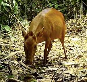Cameras candidly capture bushmeat mammals to | EurekAlert!