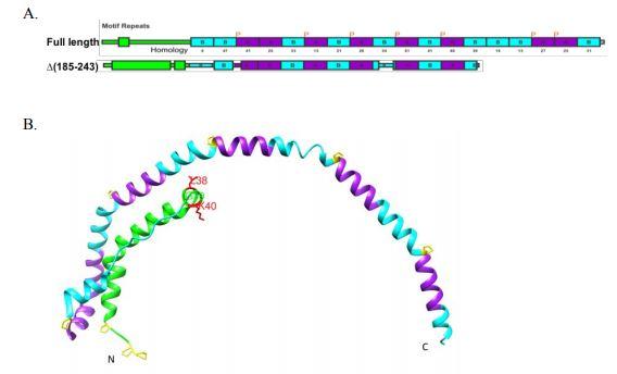 A molecular look at nascent HDL formation | EurekAlert!
