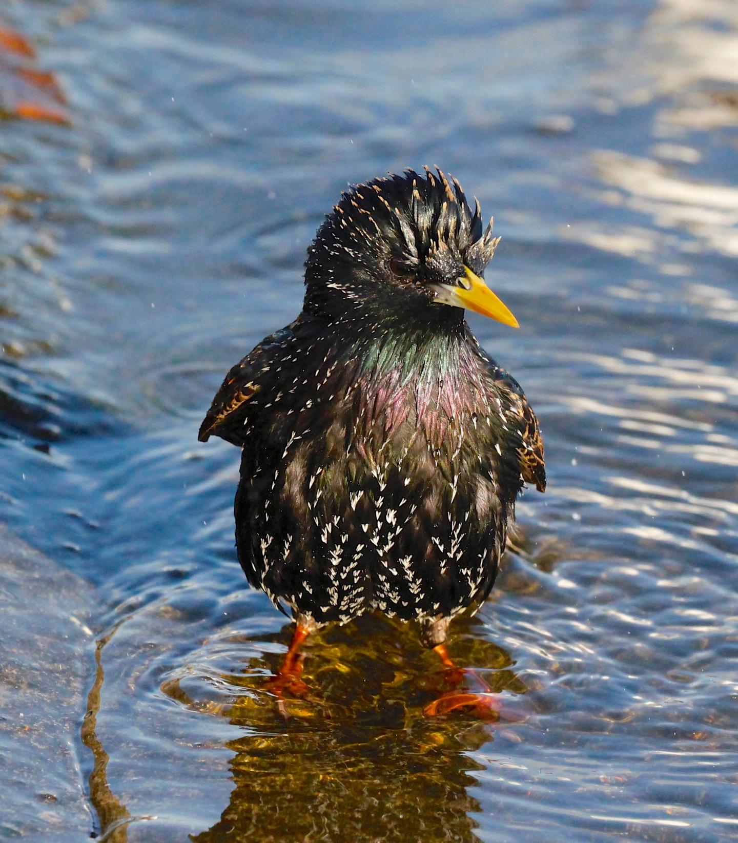 The Common Starling ( Sturn [IMAGE] | EurekAlert! Science News Releases