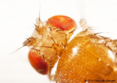 Fruit Fly Antennae [IMAGE] | EurekAlert! Science News Releases