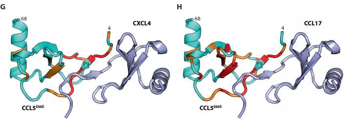 A Dynamic Duo of Small Molecules Shape Immune | EurekAlert!