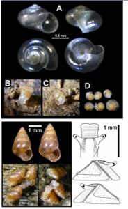 Out of the shell: Taxonomic classification of | EurekAlert!