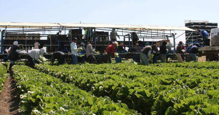 Workers in Field [IMAGE] | EurekAlert! Science News Releases