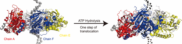HELICASE 1 [IMAGE] | EurekAlert! Science News Releases
