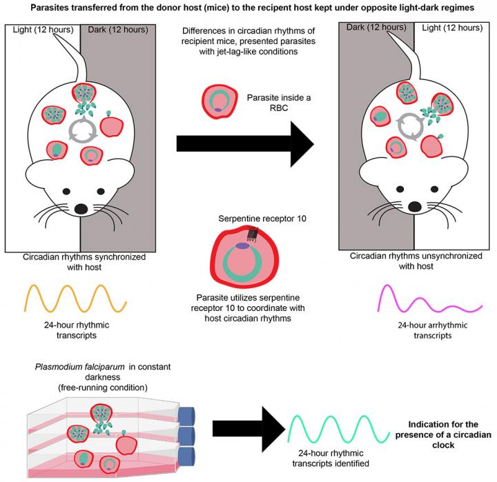 Explainer [IMAGE] | EurekAlert! Science News Releases