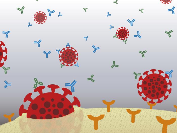 Your reaction matters: the role of antibodies | EurekAlert! Your reaction matters: the role of antibodies | EurekAlert!