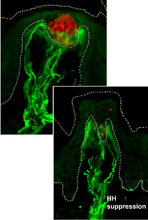 Taste Bud Maintenance in Mice [IMAGE] | EurekAlert! Science News Releases