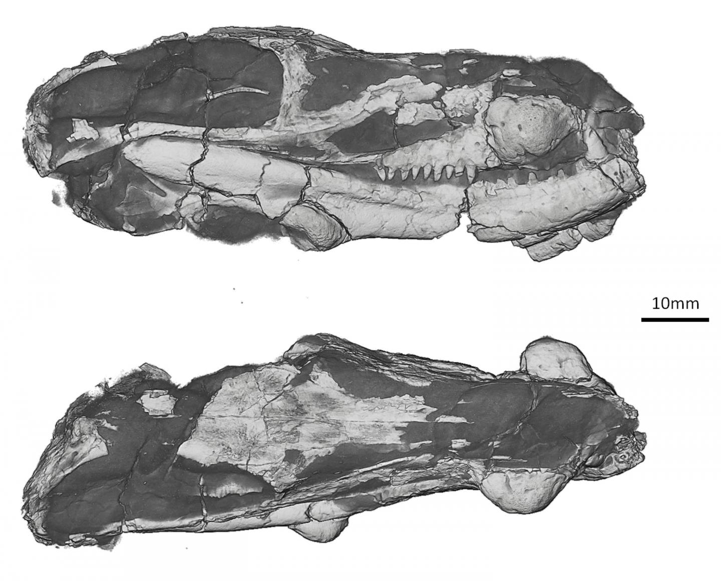Choerosaurus [IMAGE] | EurekAlert! Science News Releases