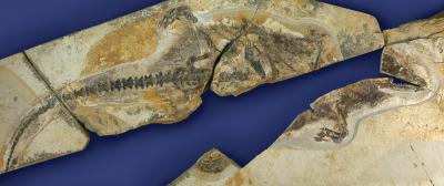 Castorocauda | EurekAlert!