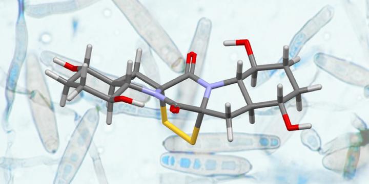 Rostratin A and Exserohilum Ro [IMAGE] | EurekAlert! Science News Releases