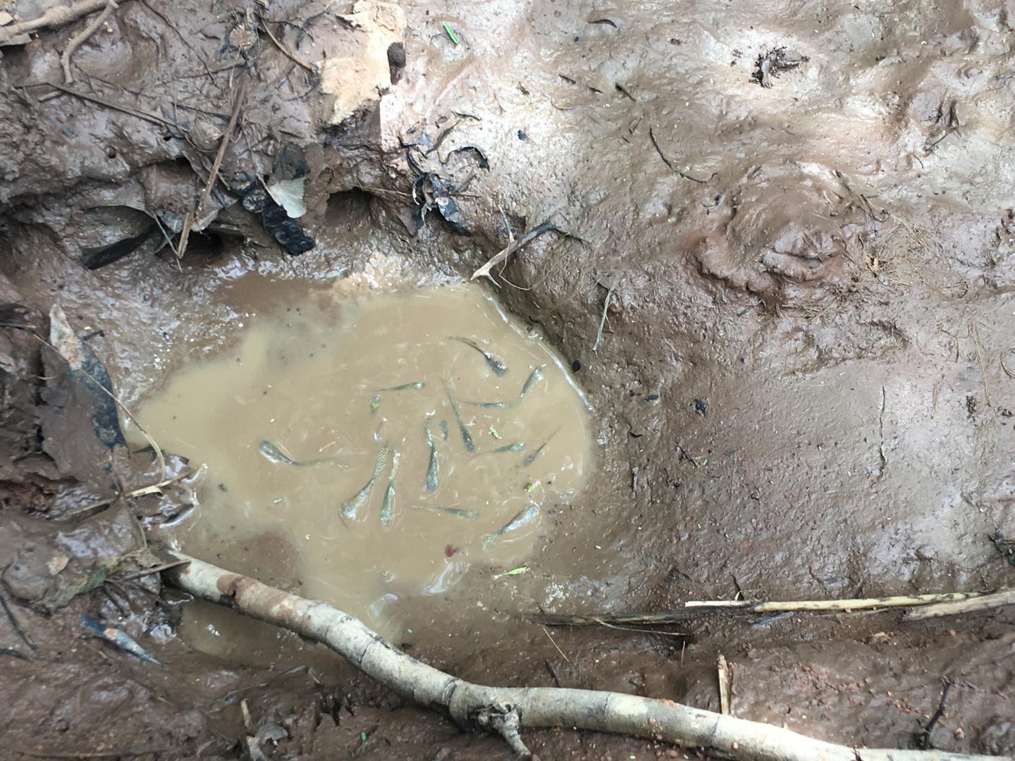 Desiccating Pool with Killifis [IMAGE] | EurekAlert! Science News Releases