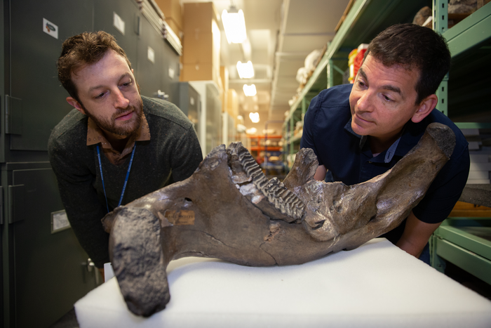 UC finds mammoth problem with extinction time | EurekAlert!