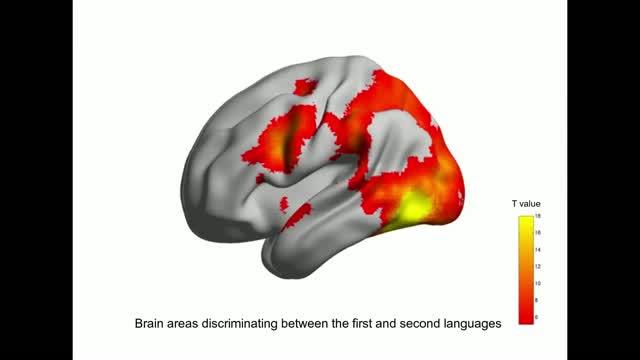 Distinct Language Patterns in the Bilingual B | EurekAlert!