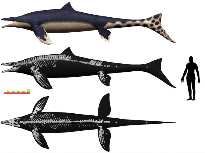 MOSASAUR [IMAGE] | EurekAlert! Science News Releases