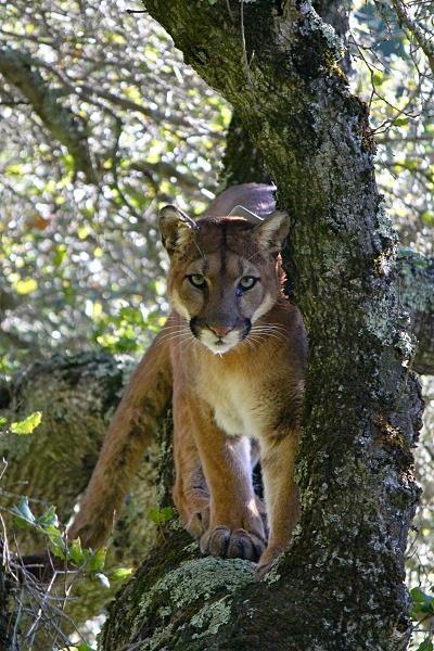 Puma in a Tree [IMAGE] | EurekAlert! Science News Releases