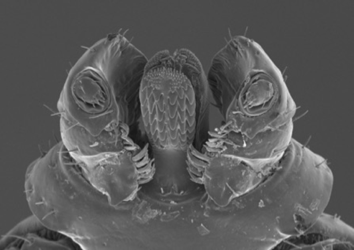 SEM image of brown dog tick [IMAGE] | EurekAlert! Science News Releases