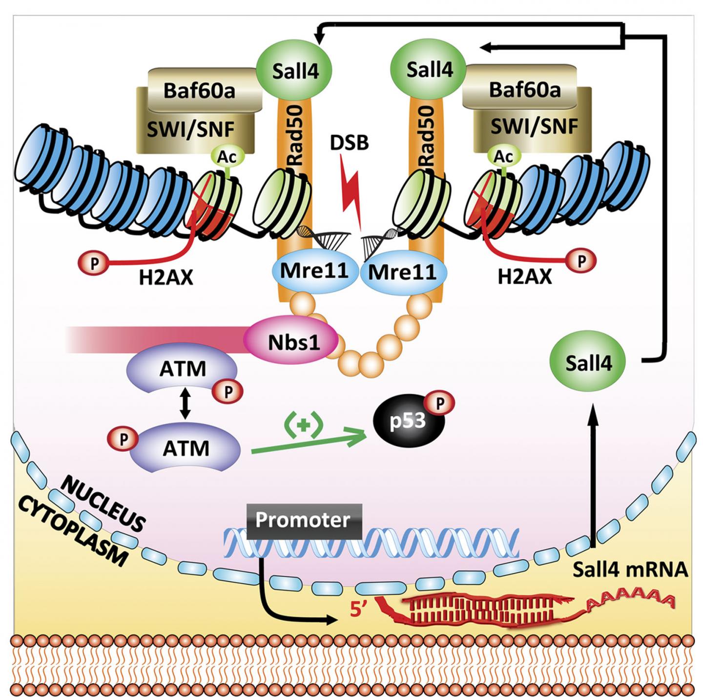 Sall4 is required for DNA repair in stem cell | EurekAlert!