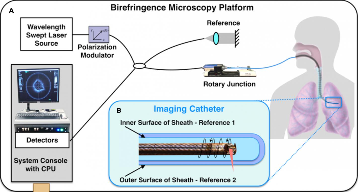 New Imaging Tool Offers View into Asthma Deve | EurekAlert!