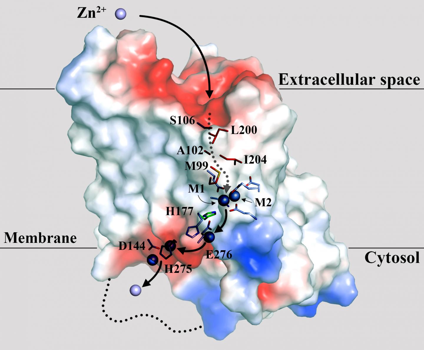 Zinc transporter key to fighting pancreatic c | EurekAlert!