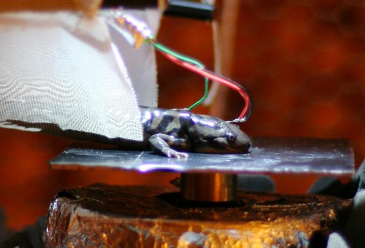 Salamander [IMAGE] | EurekAlert! Science News Releases