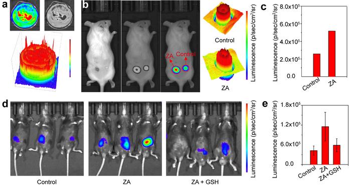 Fig. 1. In-Vitro and In-Vivo B [IMAGE] | EurekAlert! Science News Releases