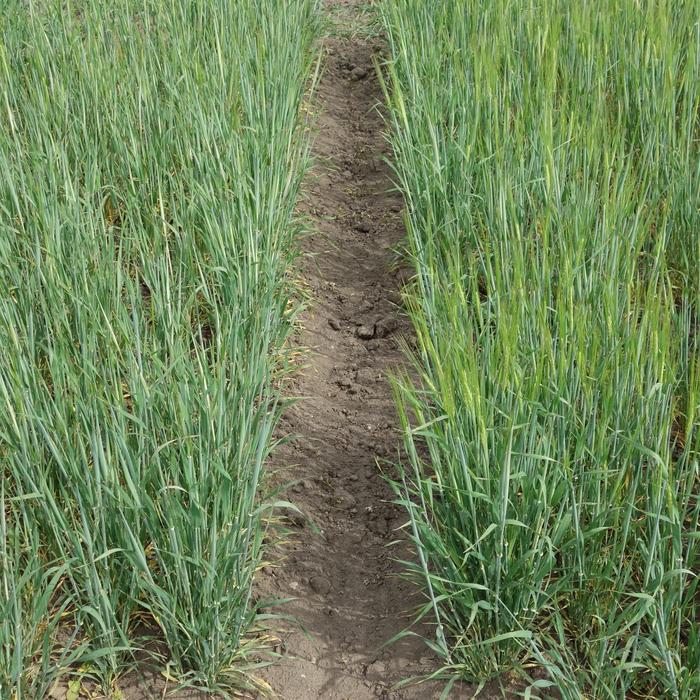 Barley [IMAGE] | EurekAlert! Science News Releases