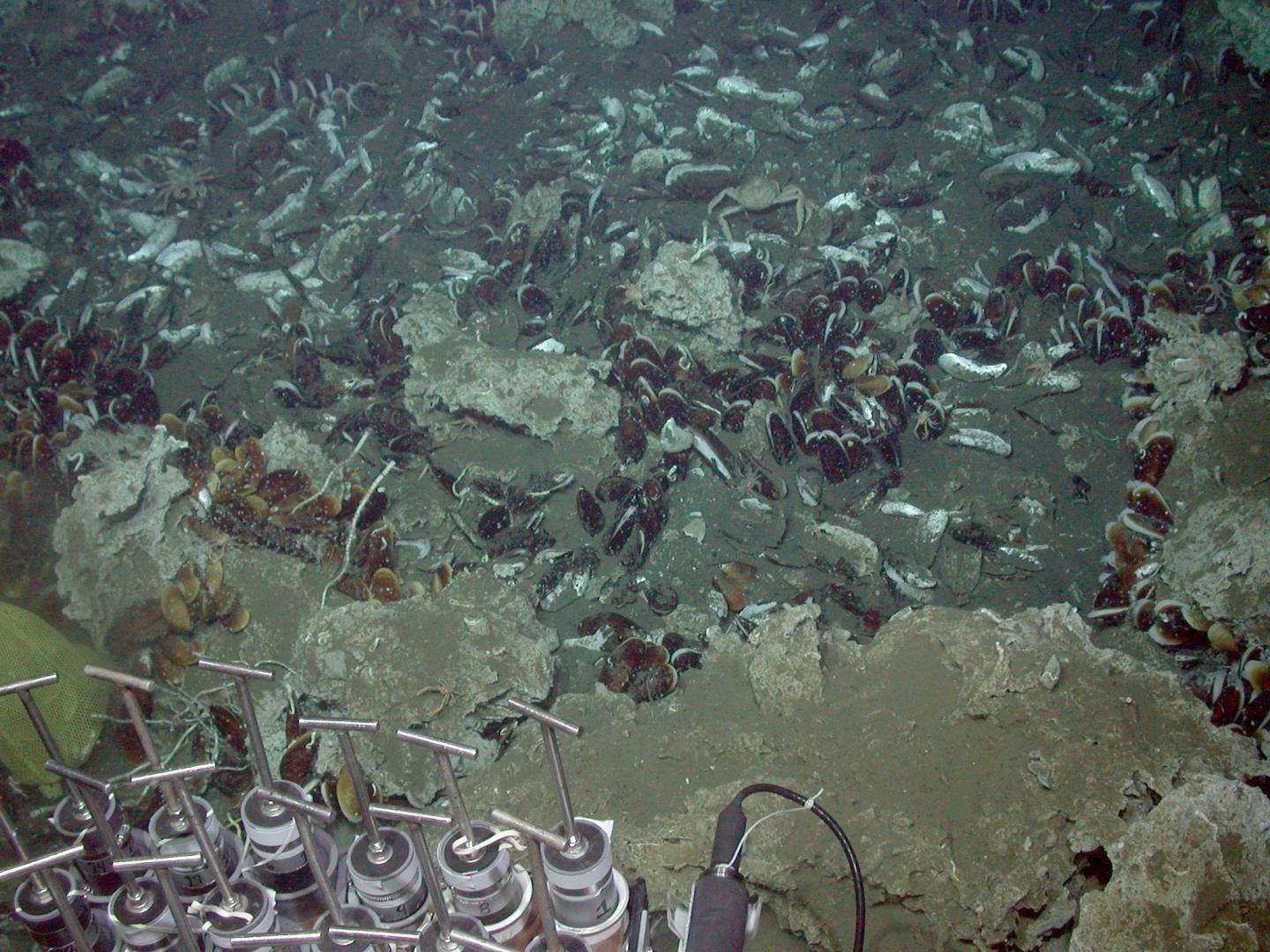 Methane Seep [IMAGE] | EurekAlert! Science News Releases