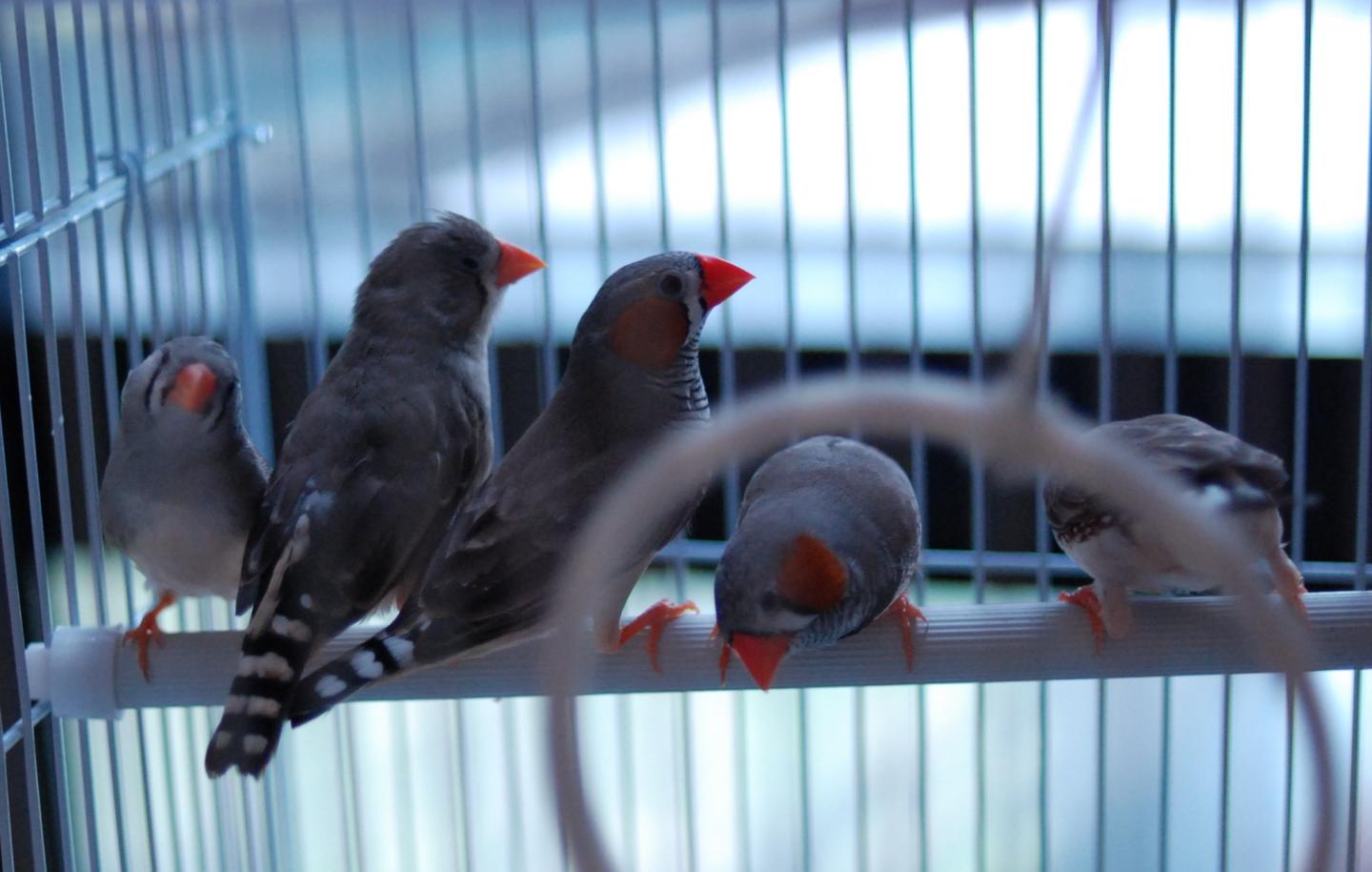 Zebra Finches [IMAGE] | EurekAlert! Science News Releases