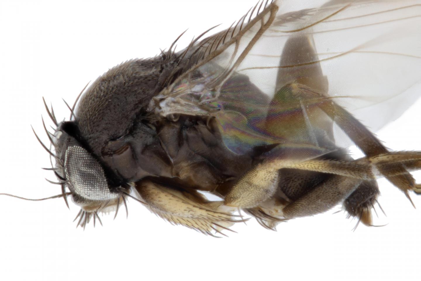 The city of angels and flies: 12 unknown scut | EurekAlert!