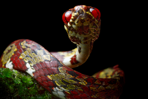 Sibon irmelindicaprioae [IMAGE] | EurekAlert! Science News Releases