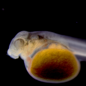 Bowfin Eggs [IMAGE] | EurekAlert! Science News Releases