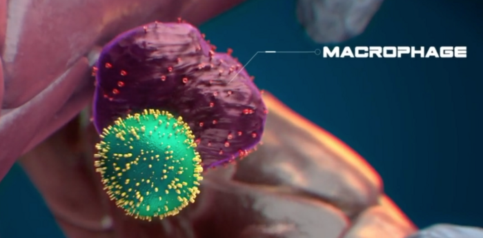 A macrophage approaches a stre [IMAGE] | EurekAlert! Science News Releases