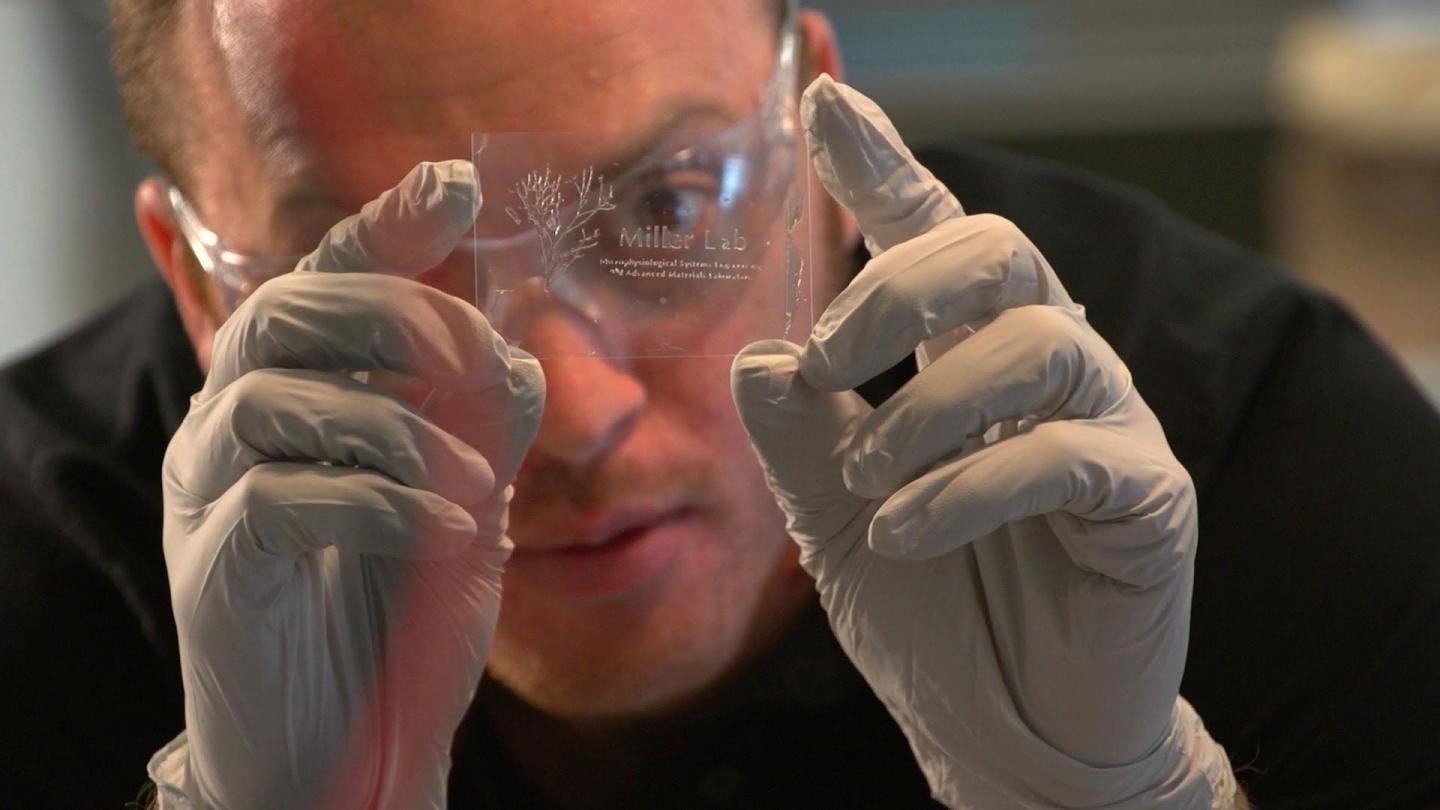 Jordan Miller, Rice University [IMAGE] | EurekAlert! Science News Releases