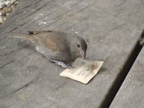 The Brain Power Behind Problem-Solving in Bir | EurekAlert!