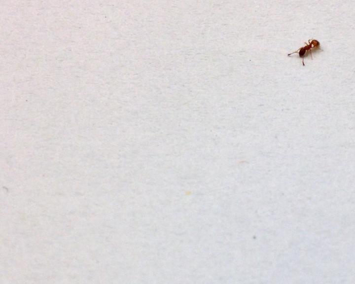 A Rock Ant ( Temnothorax alb [IMAGE] | EurekAlert! Science News Releases