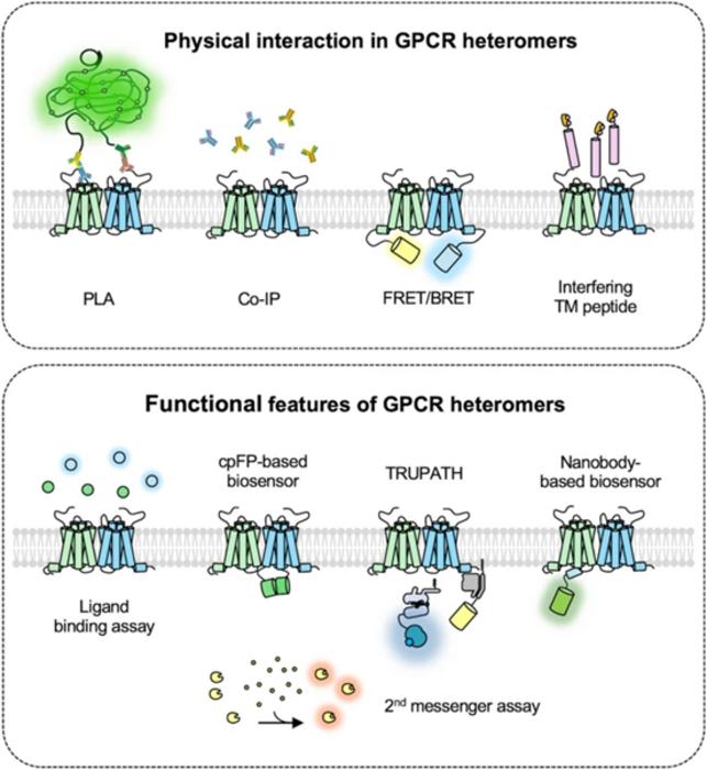 Unveiling the complexity of G protein-coupled | EurekAlert!
