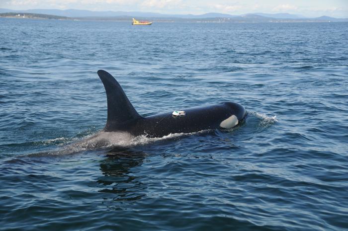 Resident orca 04 [IMAGE] | EurekAlert! Science News Releases