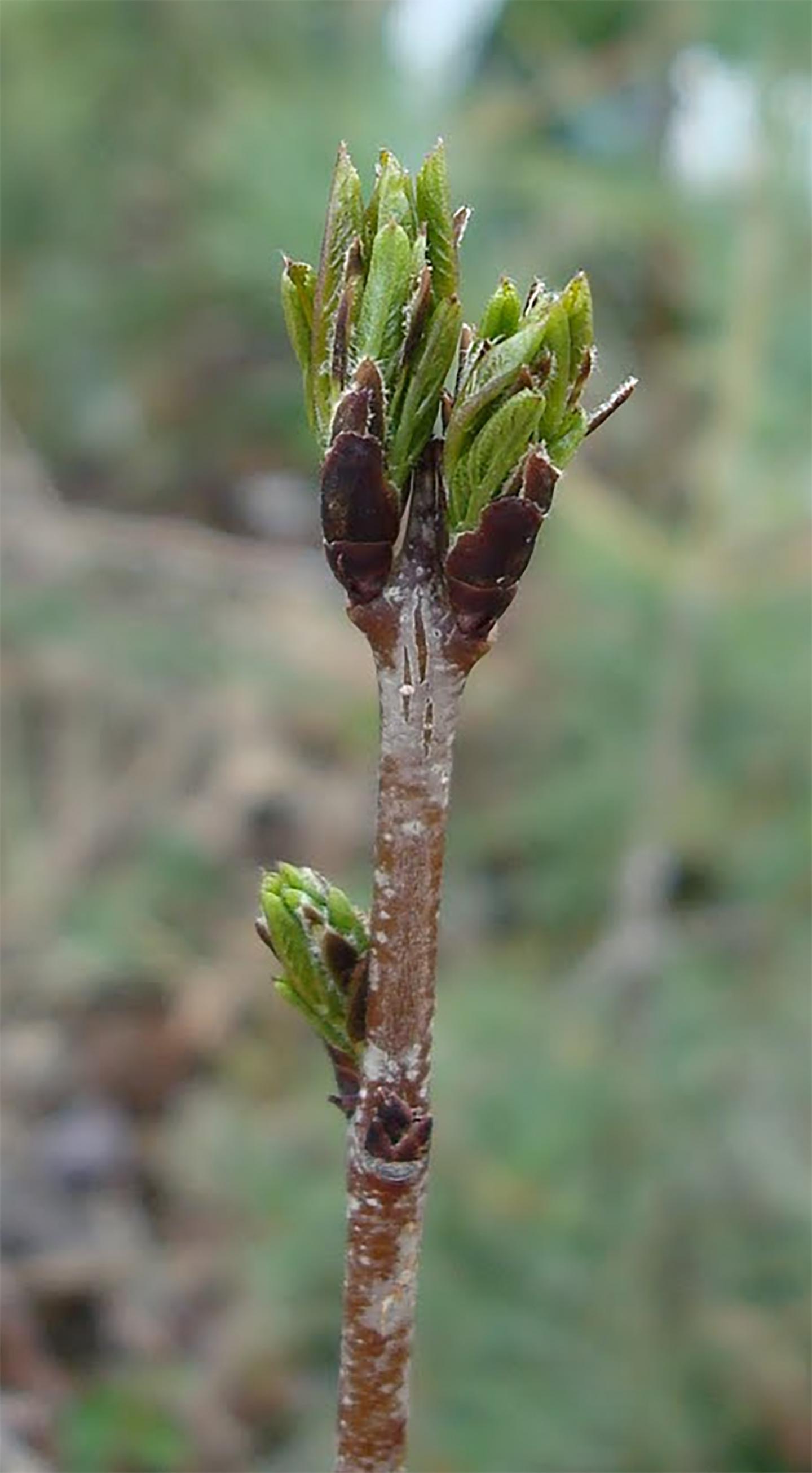 Budbreak in Oak [IMAGE] | EurekAlert! Science News Releases