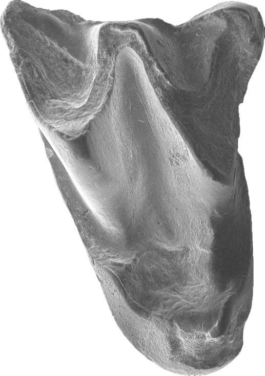 Ancient bat tooth [IMAGE] | EurekAlert! Science News Releases