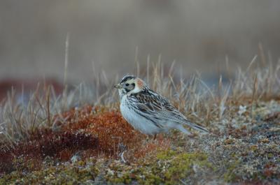 Lapland Longspur [IMAGE] | EurekAlert! Science News Releases