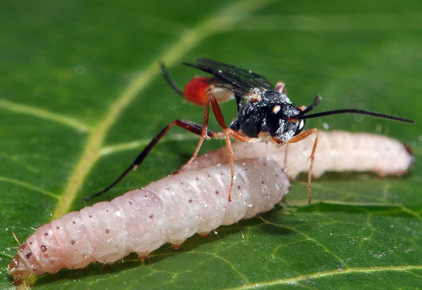 Wasps Captured Viruses in DNA as Part of Evol | EurekAlert!