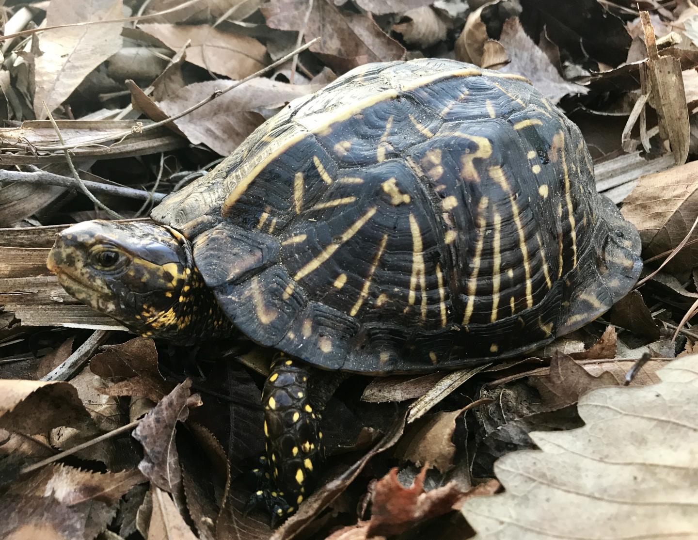Box Turtle Shell Pattern