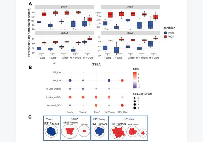 Figure 6 [IMAGE] | EurekAlert! Science News Releases