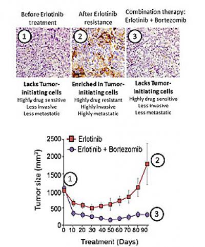 Cancer stem cells linked to drug resistance | EurekAlert!