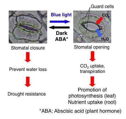 Opening/closure of Stomata and [IMAGE] | EurekAlert! Science News Releases