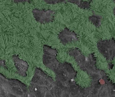 A Unique Mammalian Ear (2 of 3) | EurekAlert!