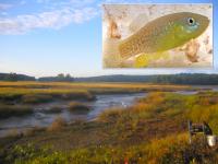 Fish study shows important genome interaction | EurekAlert!