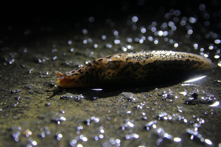 The Giant Slug Limax maximu [IMAGE] | EurekAlert! Science News Releases